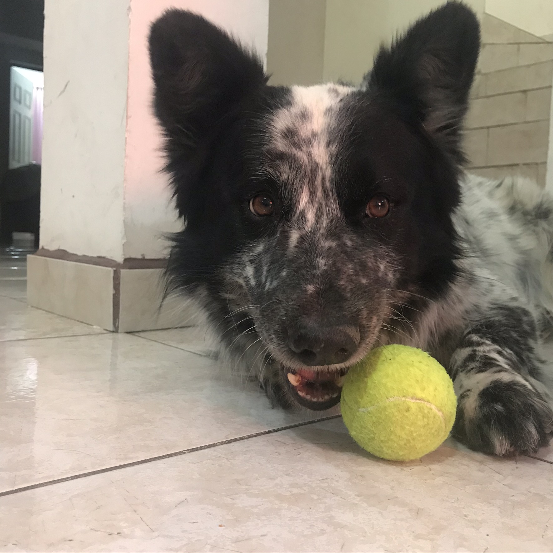 El belga malinois desbanca al border collie como el perro mas ...