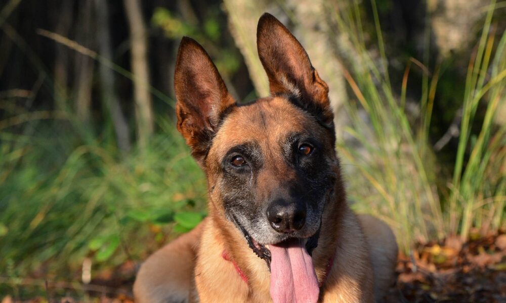 El belga malinois desbanca al border collie como el perro mas ...