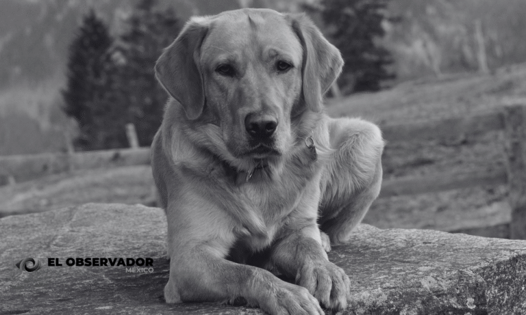 Empleados de Bienestar Animal arrojan los cuerpos de perros y gatos ...